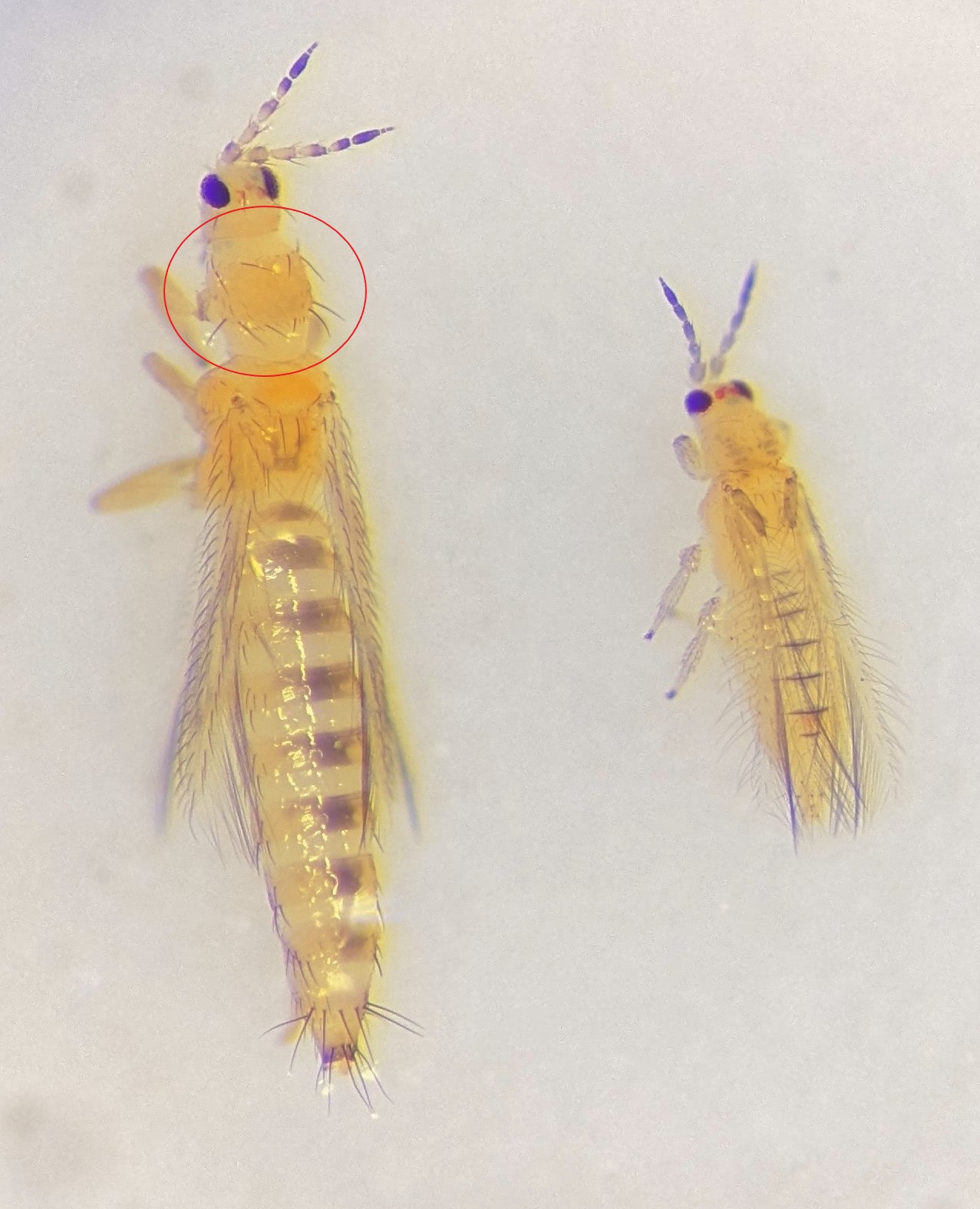 Scirtothrips Aurantii GIP C tricos IVIA 