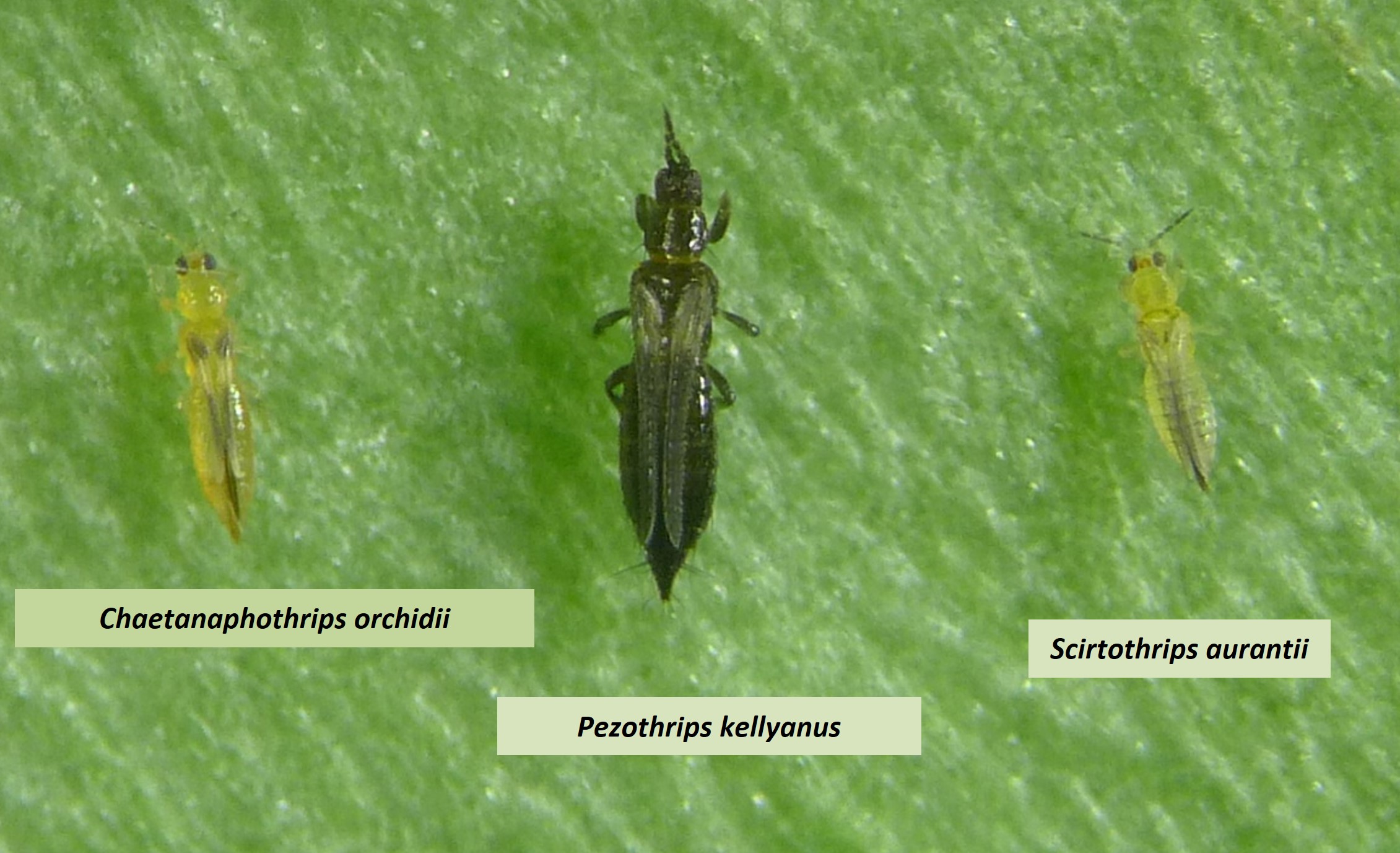 Scirtothrips Aurantii GIP C tricos IVIA 
